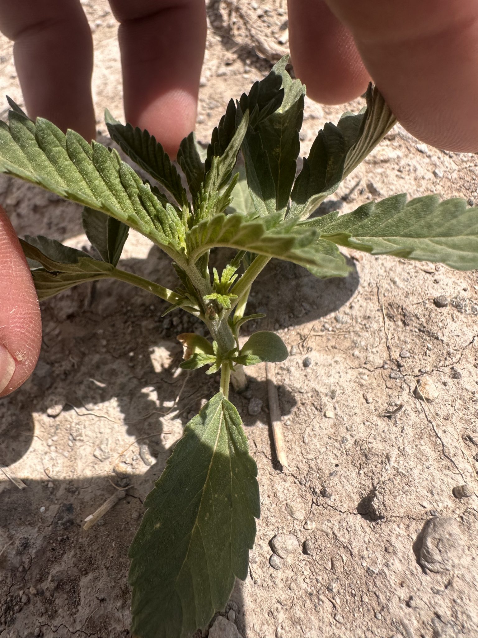 Nodes are stacking! – Cloud CO Farms