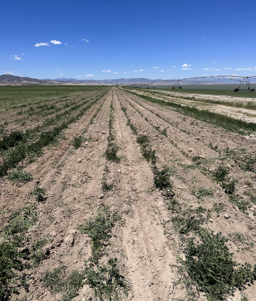 Dragging the sweep through for weed management – Cloud CO Farms